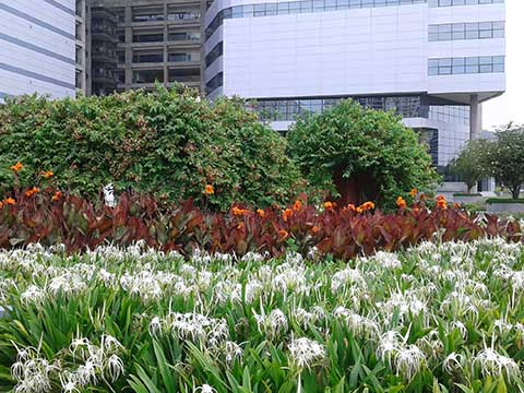 Landscape Management Services in Pimpri Chinchwad (PCMC), Pune